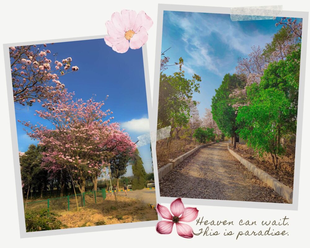 The Only Guide You Need to Spot Pink Bengaluru | Bengaluru | My ...