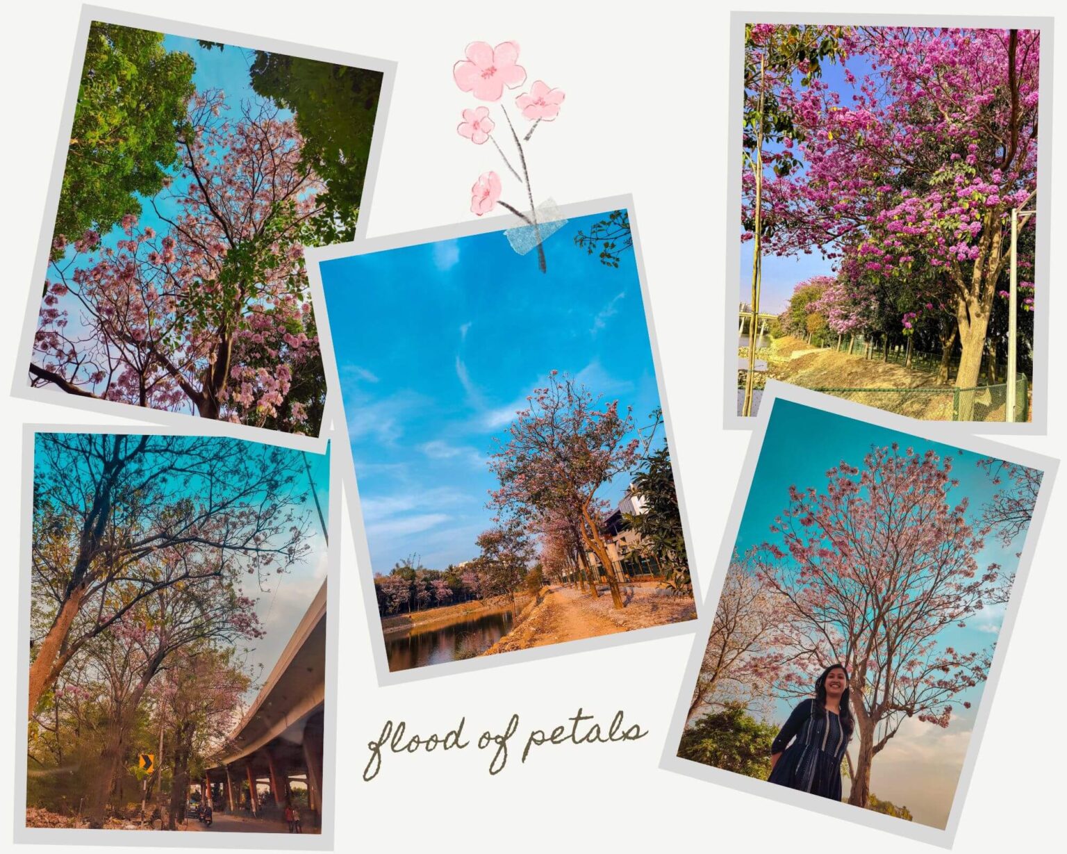 The Only Guide You Need to Spot Pink Bengaluru | Bengaluru | My ...