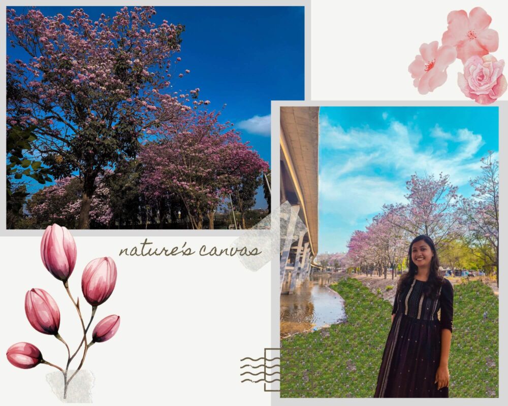 The Only Guide You Need to Spot Pink Bengaluru | Bengaluru | My ...