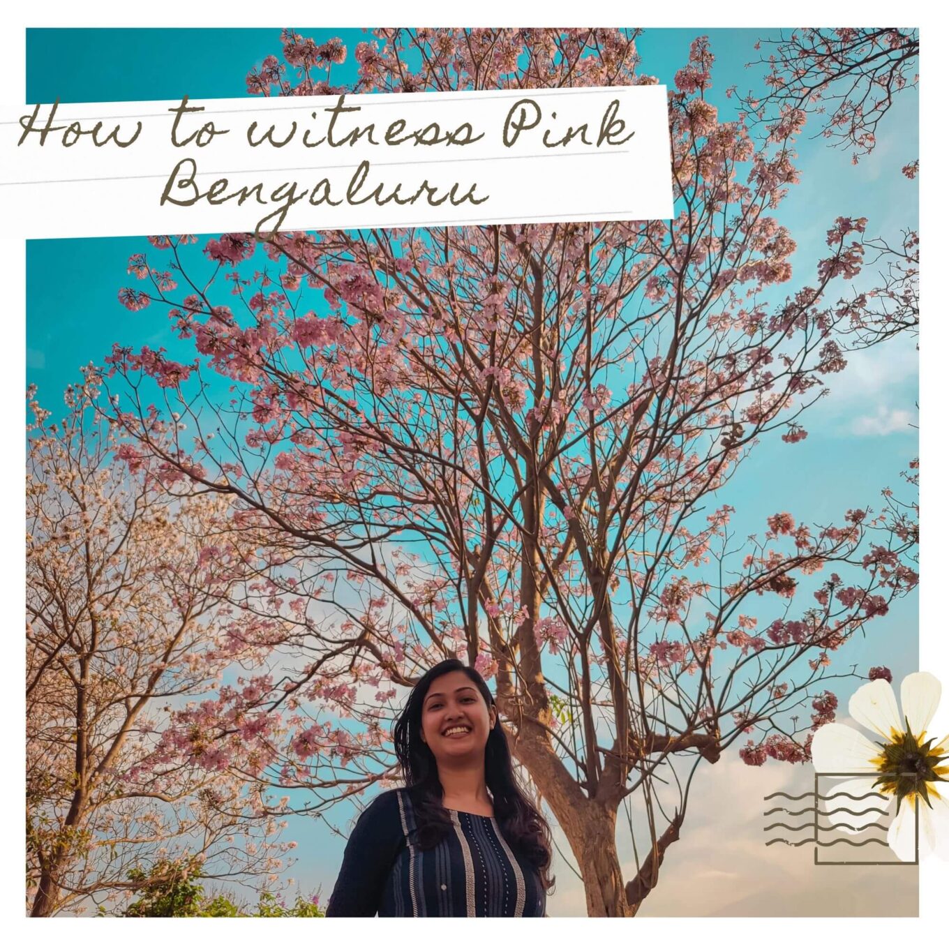 The Only Guide You Need to Spot Pink Bengaluru | Bengaluru | My ...