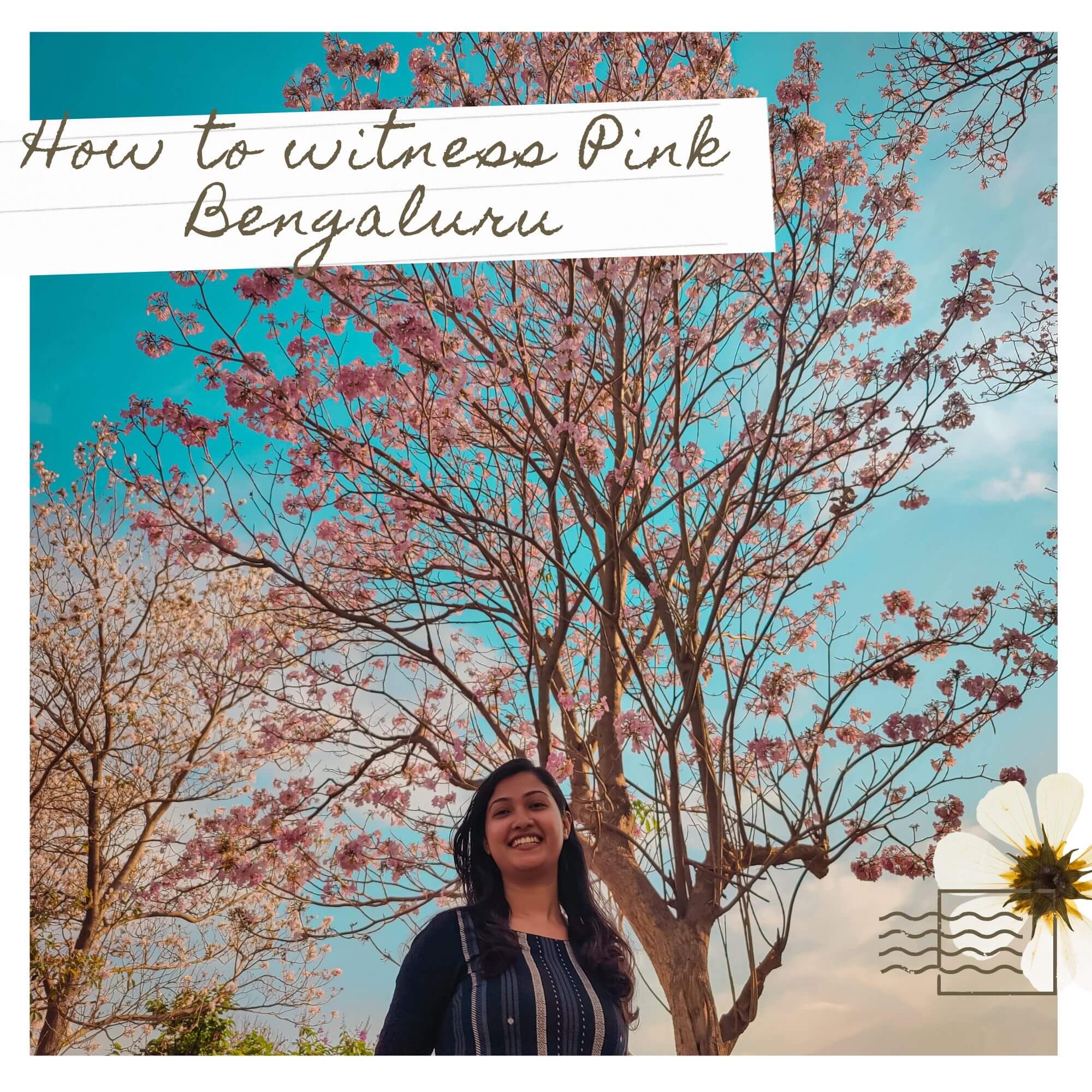 The Only Guide You Need to Spot Pink Bengaluru | Bengaluru | My ...